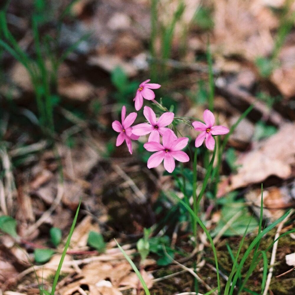 Spring Events Preview! Thaw Out and Enjoy Spring in Nature's Mountain ...