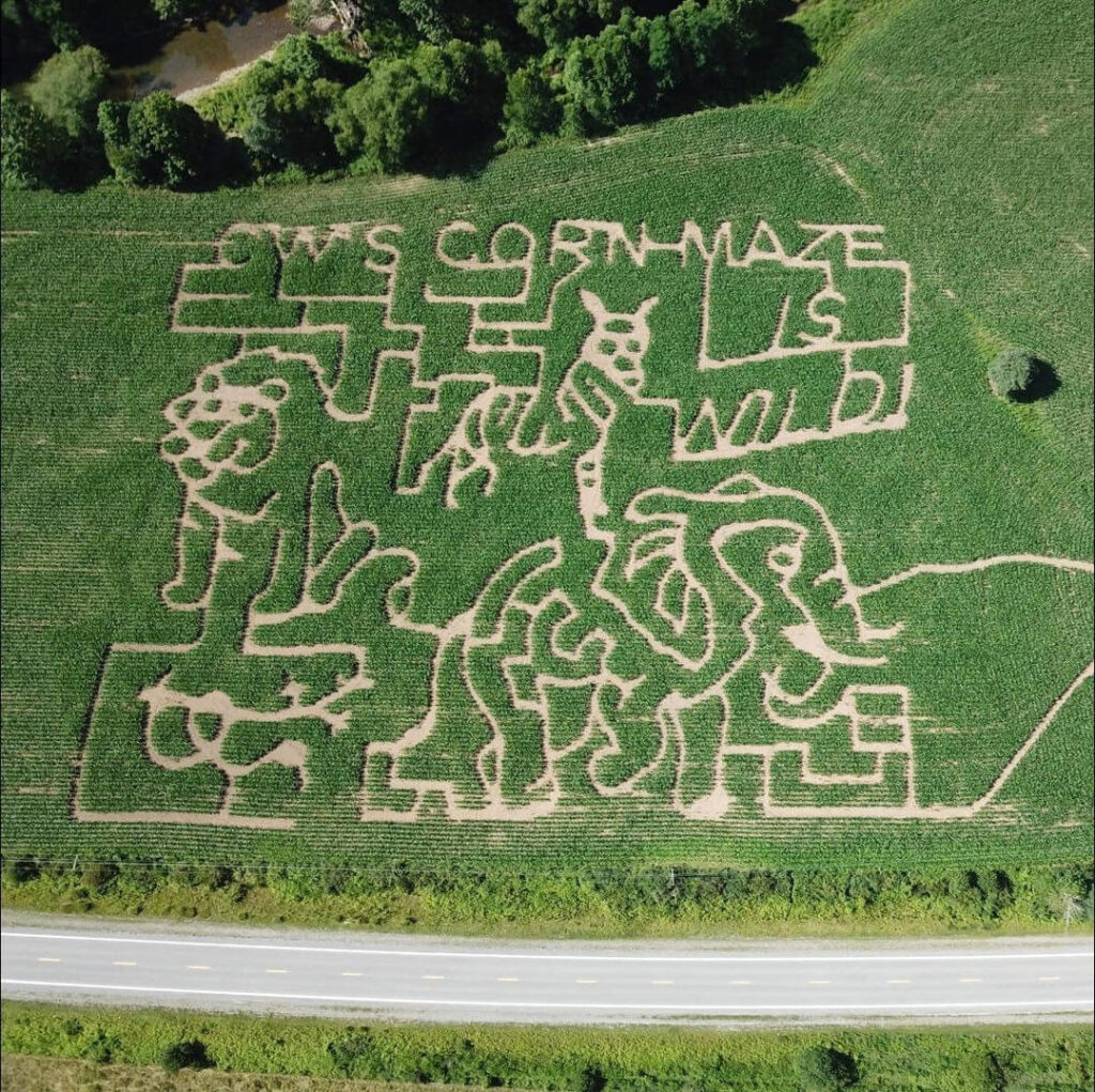 CW's Corn Maze - Pocahontas County, WV